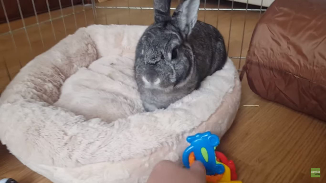 This Tidy Bunny Is Adorably Furious With His Human For Messing Up His ...