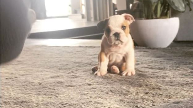 John Legend and Chrissy Teigen Have A New Family Member | HITZ