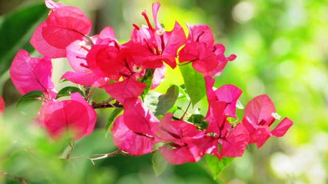 Tak Sangka Rupanya Setiap Bandar Mempunyai Bunga Rasmi Sendiri | SINAR