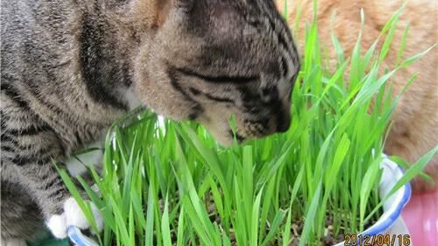 Sebab Kenapa Kucing Anda Suka Makan Rumput | ZAYAN