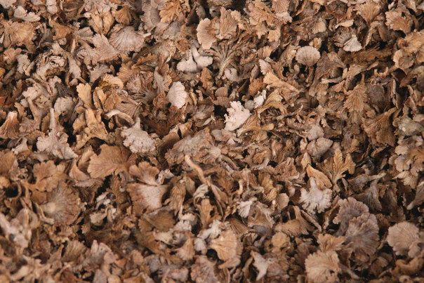 Jenis -Jenis Cendawan Yang Boleh Dimakan | ERA