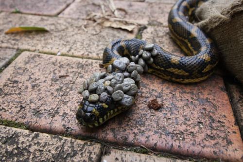 Kepala Ular Ini Di Makan Berpuluh Ekor Sengkenit | THR GEGAR