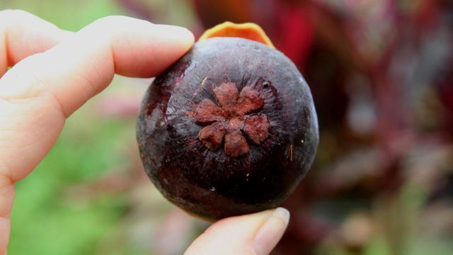 Ini Ke Maksud Bunga Kat Bawah Manggis Tu ? Baru Tahu! | ERA