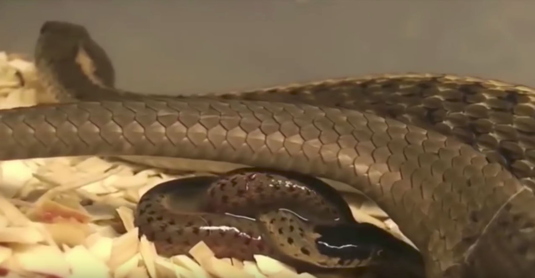 Setengah Ular Bertelur, Tapi Pernah Tengok Tak Ular Lahirkan Anak? | ERA