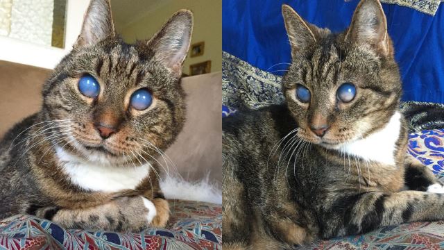 Kucing Buta Ada Bebola Mata Cantik Bagaikan Galaksi | ERA