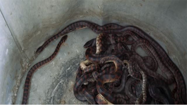 Bela 3 Juta Ular, Kampung Ini Dikenali Sebagai Perkampungan Ular Di ...