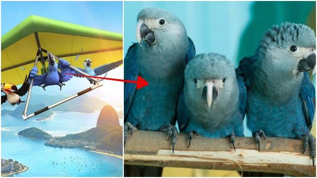 Mimpi Ngeri Jadi Realiti, Burung Biru Dalam Filem Rio Disahkan Telah ...