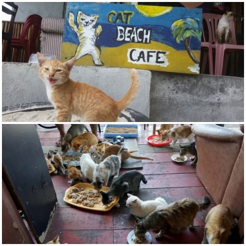 Pantai Kucing Di Penang Jadi Tumpuan Sebab Ada Lebih 250 Ekor Kucing ...