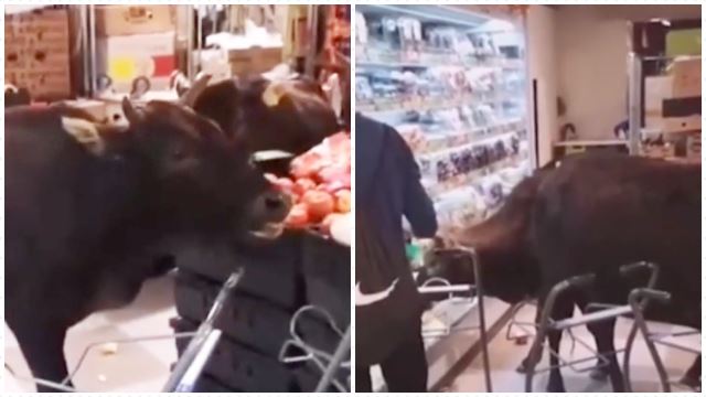 Video Geng Lembu Pecah Masuk Pasaraya, Makan Semua Buah Dan Sayur | ERA