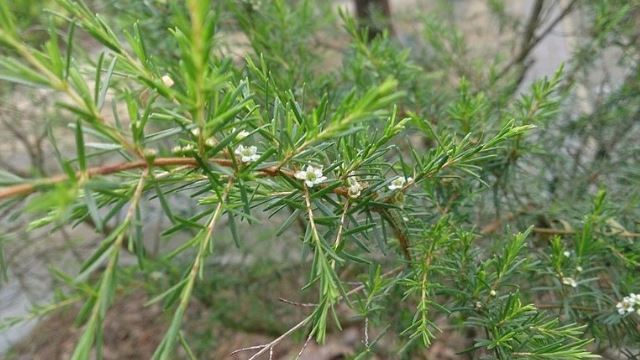 Saintis Universiti Malaysia Terengganu Hasilkan Serum Kecantikan ...