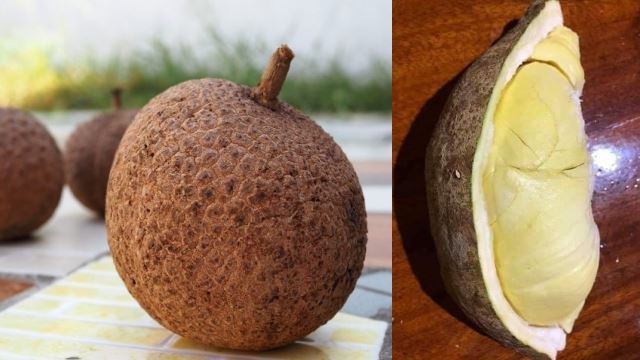 Durian Tanpa Duri, Kini Dibiakkan Lebih Banyak Di Indonesia | THR GEGAR