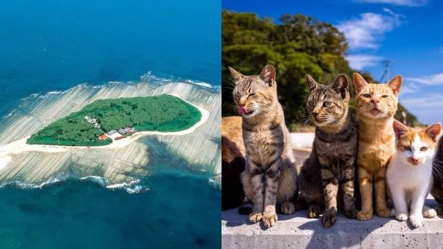 Pulau Kecil Di Jepun Ini Ada Banyak Kucing Sampai Dikenali Sebagai ...