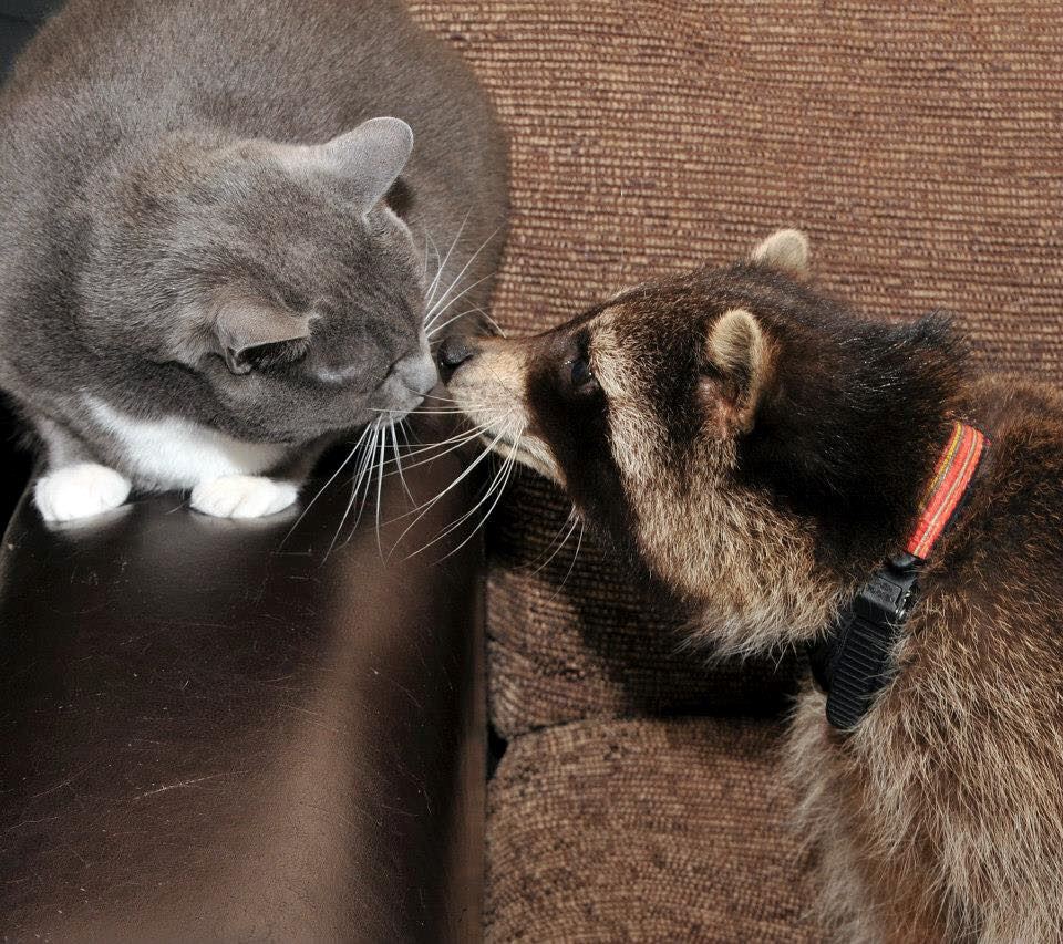 Death Of Oreo, The Real-Life Model Of Rocket Raccoon Will Break Your ...