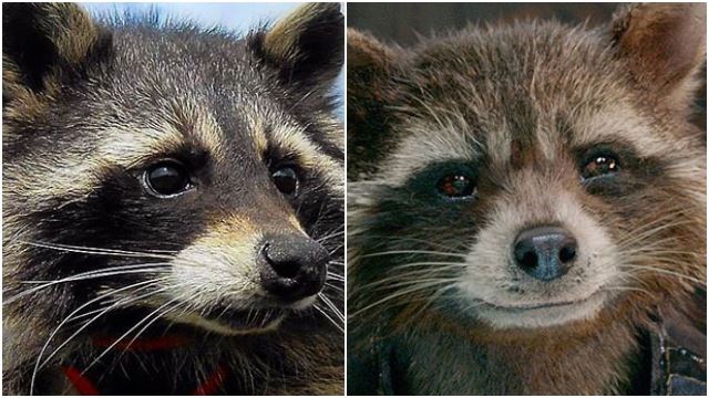 Death Of Oreo, The Real-Life Model Of Rocket Raccoon Will Break Your ...