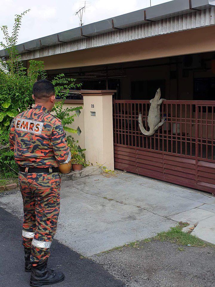 Human-Sized Monitor Lizard In Johor Became A Meme After Getting Stuck ...