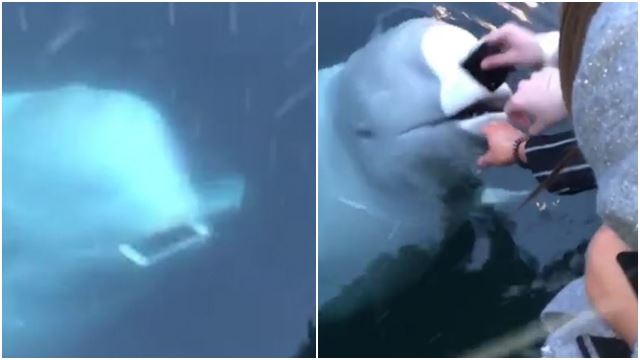 Helpful Beluga Whale Retrieves Phone Dropped In The Sea | HITZ
