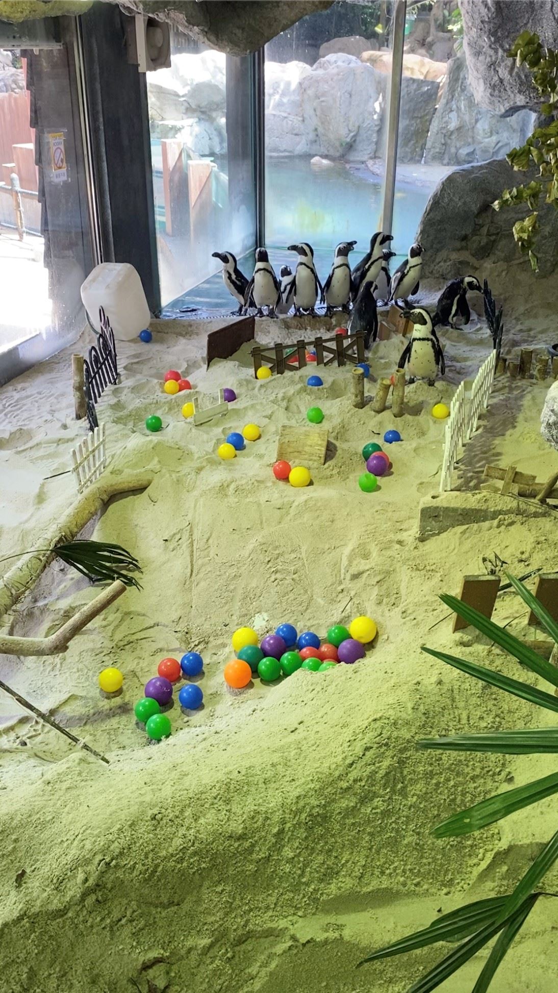 Zoo Builds Obstacle Course To Keep Penguins Entertained During COVID-19 ...