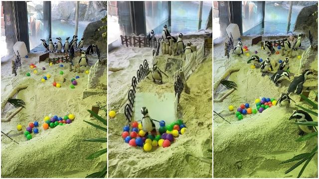 Zoo Builds Obstacle Course To Keep Penguins Entertained During COVID-19 ...