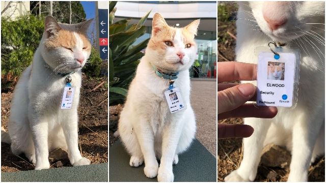 Cat Gets Hired As An Official Security Guard At Australian Hospital | HITZ