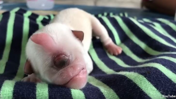A 'Cyclops' Puppy Was Born With One Eye Is Being Hailed As Lucky By ...