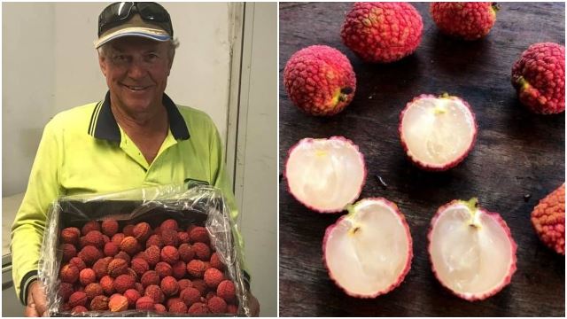 Farmer Successfully Grows Australia’s First Seedless Lychee After 19 ...