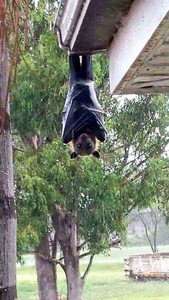 Human-Sized Bats Are Real And Have A Wingspan Of Up To 1.7 Meters | HITZ