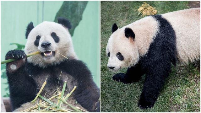 Panda Escapes Enclosure In Copenhagen Zoo To Wander Around | HITZ