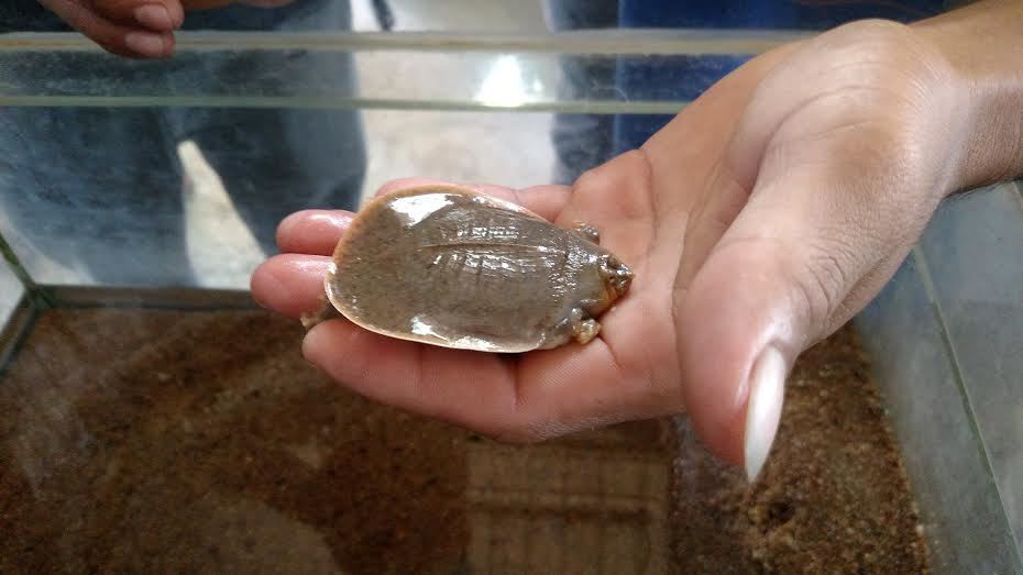 49 Nests And Over 1,700 Rare Cantor’s Giant Softshell Turtle Eggs Found ...
