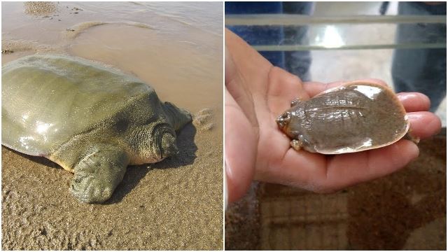 49 Nests And Over 1,700 Rare Cantor’s Giant Softshell Turtle Eggs Found ...