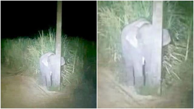 Baby Elephant Adorably Hides Behind Pole After Caught Eating Sugarcane ...