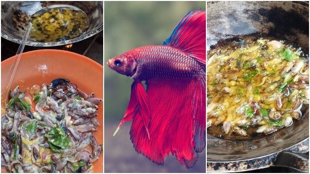 Someone Deep Fried Dozens Of Betta Fish And Everyone’s Crying In Horror ...