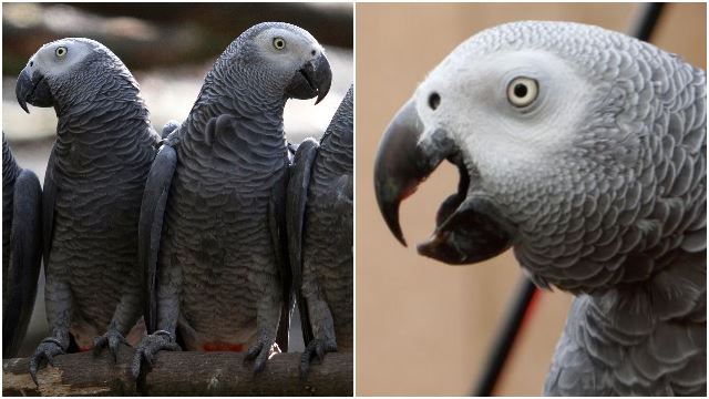 Wildlife Park Forced To Move Parrots Because They Won’t Stop Cursing | HITZ