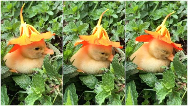 This Baby Duck Falling Asleep With A Flower Hat Is The Cutest Thing! | HITZ