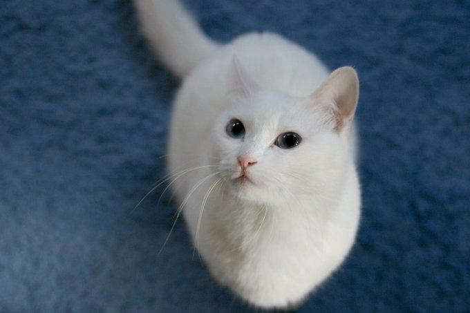 The Cat Behind The ‘Longcat’ Meme Has Passed Away At The Age Of 18 | HITZ