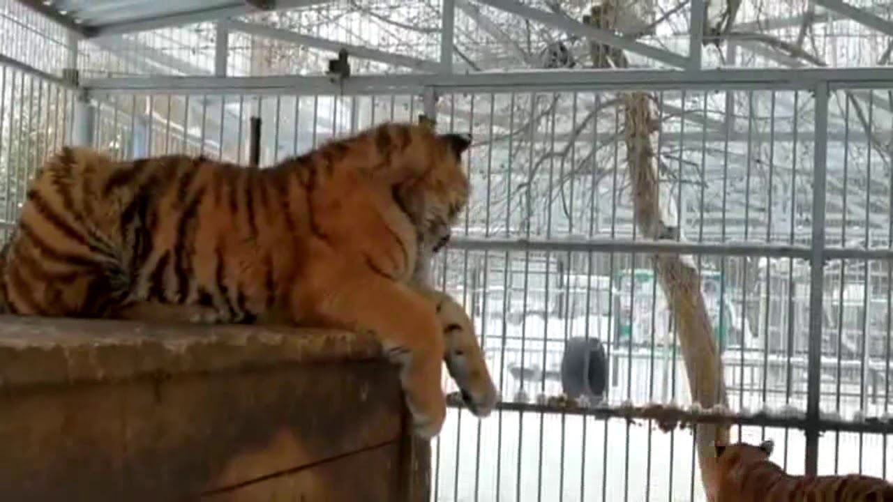 [Video] Adorable Baby Tiger’s Singing Gains Attention At Siberian Zoo ...