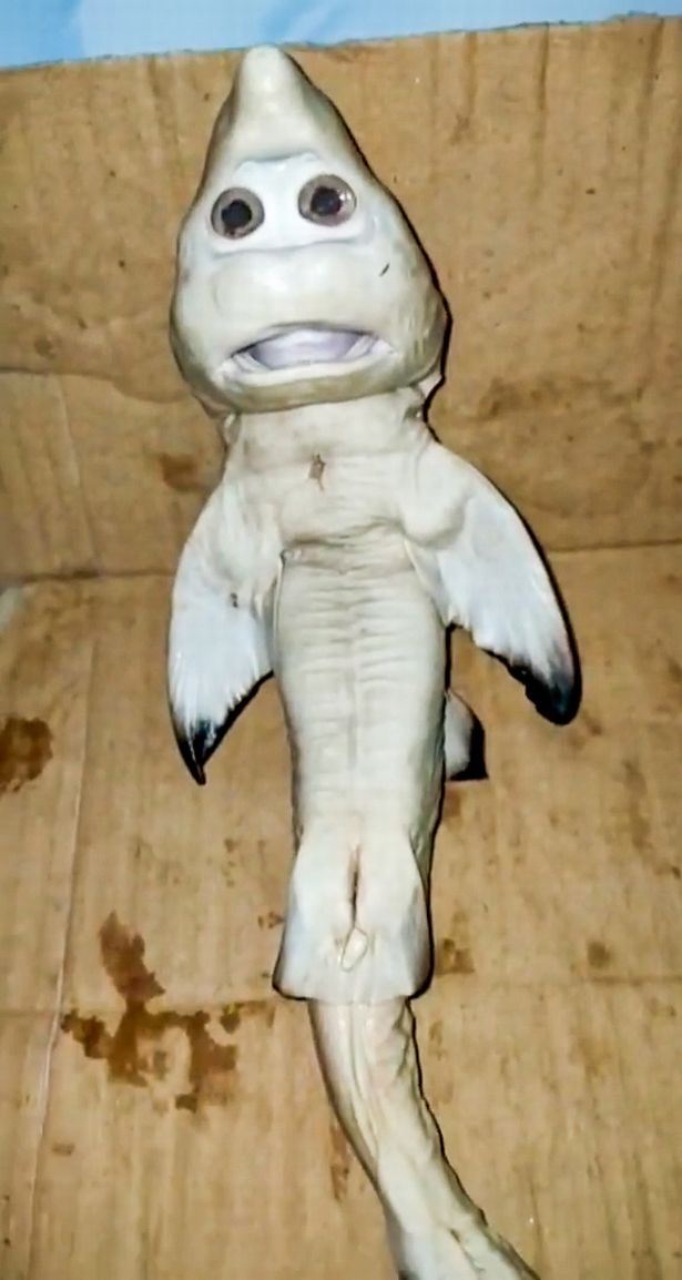 Indonesian Fisherman Finds Mutated Baby Shark With ‘Human Face’ | HITZ