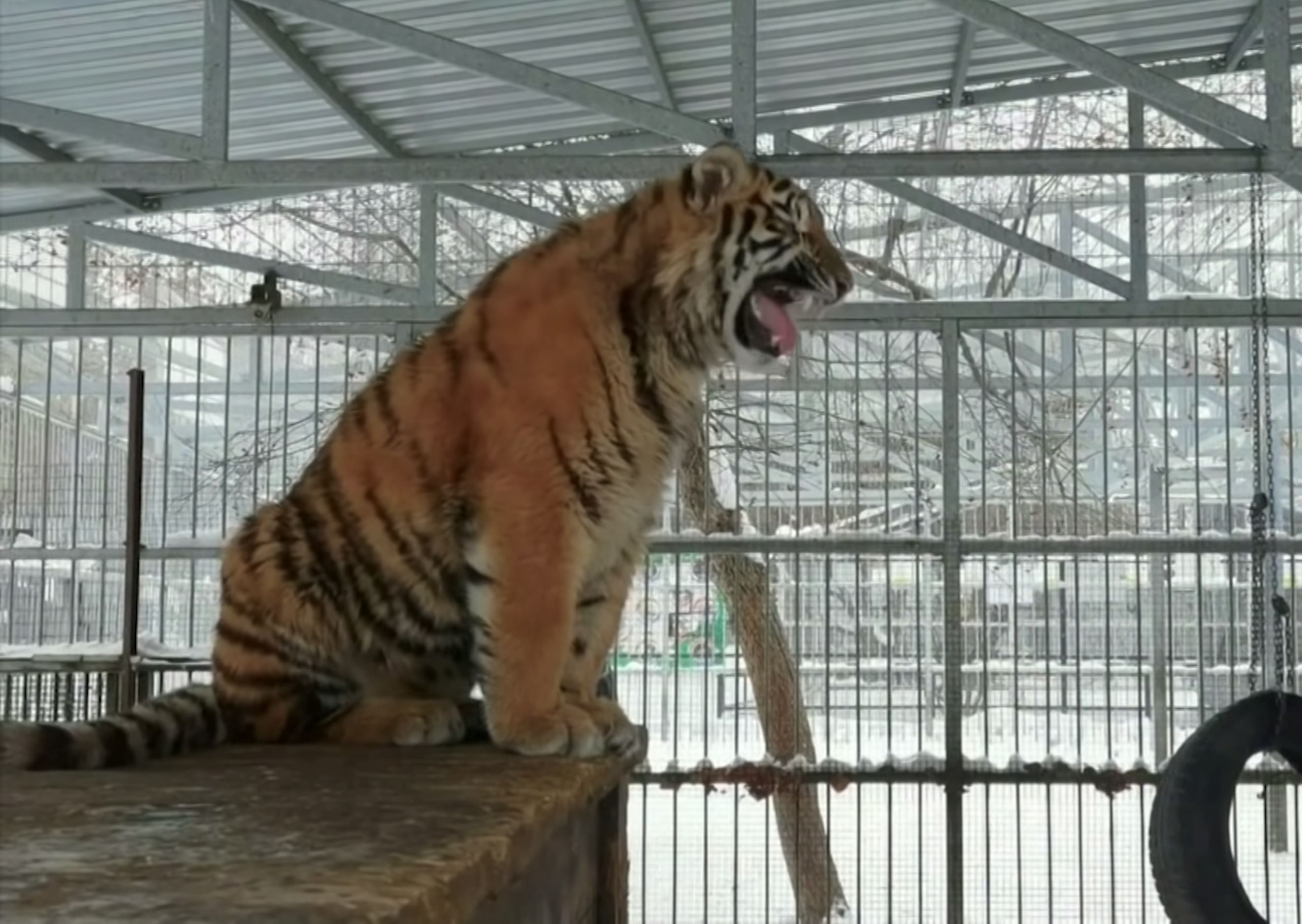 [Video] Adorable Baby Tiger’s Singing Gains Attention At Siberian Zoo ...
