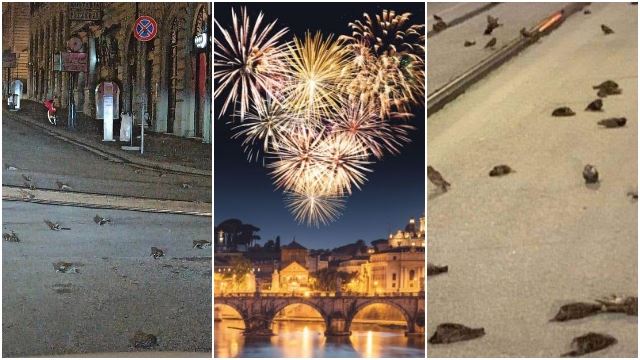 Hundreds Of Birds Reportedly Dropped Dead After New Year's Fireworks | HITZ