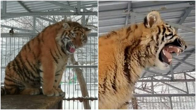[Video] Adorable Baby Tiger’s Singing Gains Attention At Siberian Zoo ...