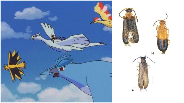 Professor Names Newly-Discovered Beetles After Legendary Pokémon! | HITZ