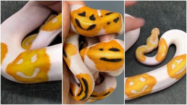 Man Accidentally Breeds Snake With Smiley-Face-Emoji Skin That Sells ...