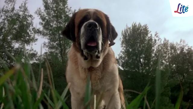 Netflix Greenlights ‘Cujo’ Remake of Stephen King’s Classic Horror ...