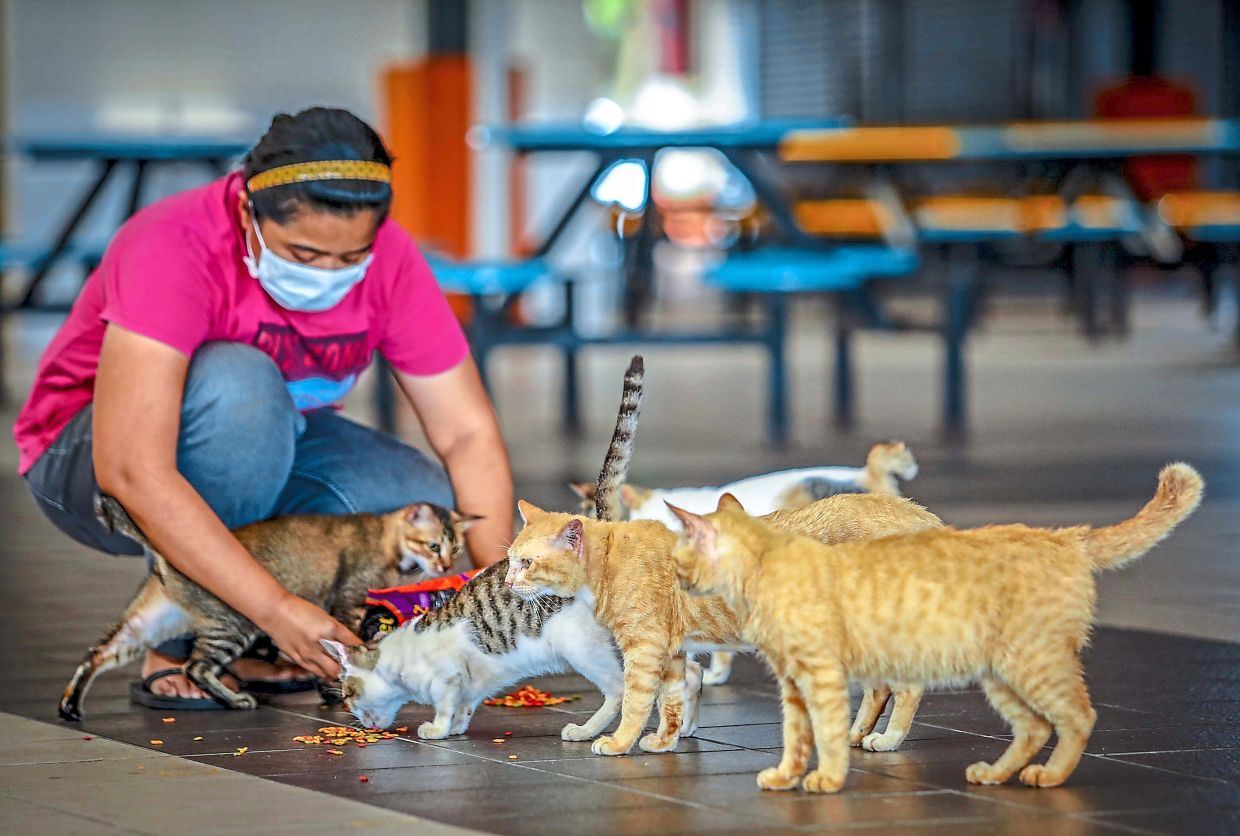 Here Are 3 Reasons Why You Should Adopt, Not Shop! | LITE