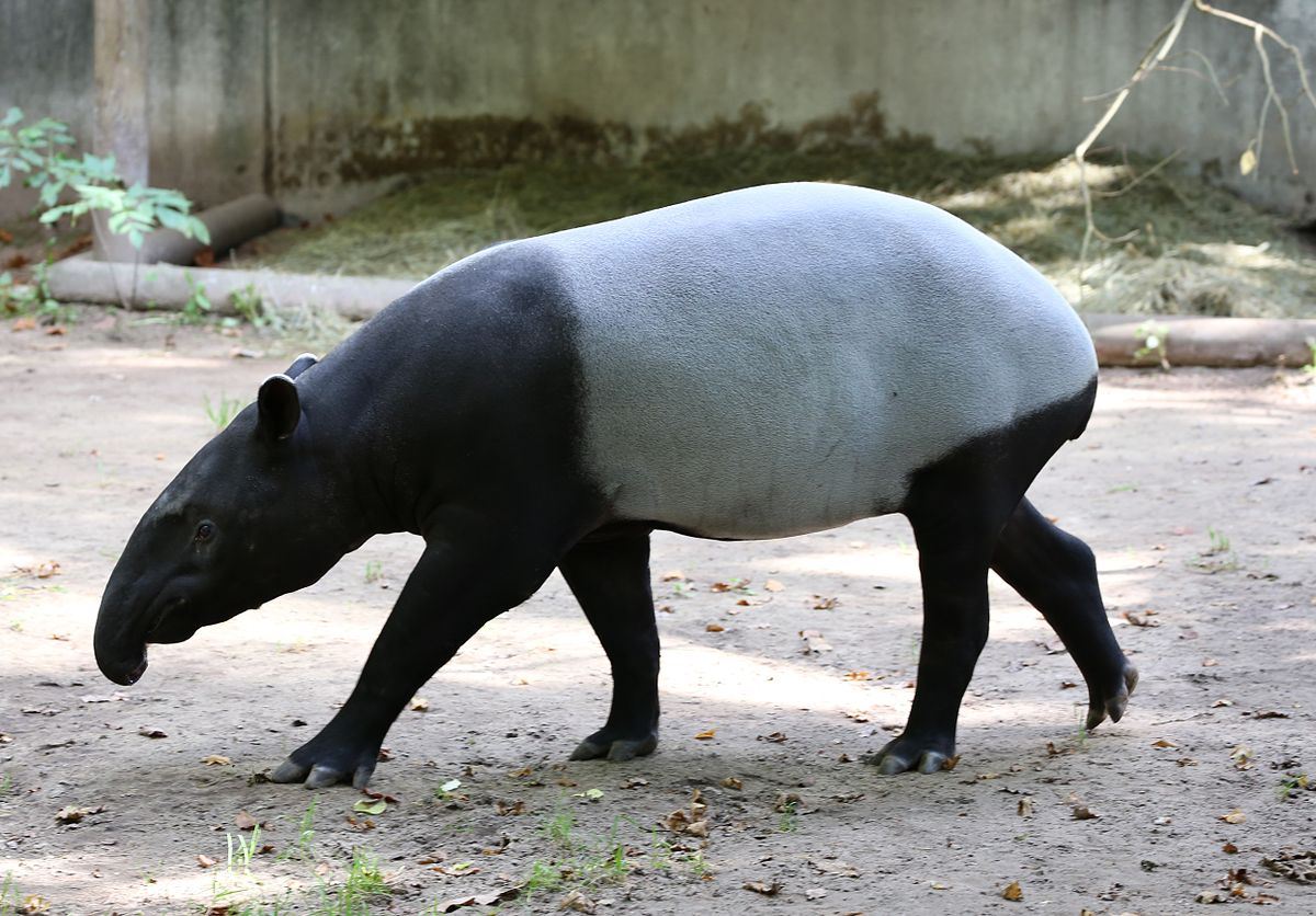 Male Tapir Found Dead, Believed To Have Been Hit By A Heavy Vehicle | LITE