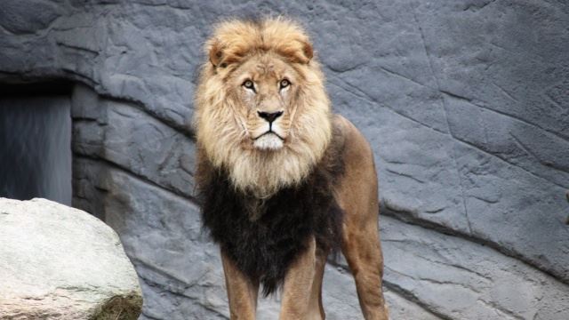 4 Ekor Singa Asia di Singapura Positif Covid-19 | SINAR