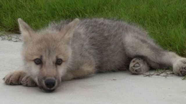 China Berjaya Hasilkan Klon Serigala Artik Pertama di Dunia | SINAR