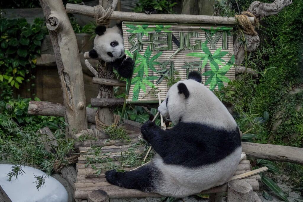 Anak Panda Gergasi Shengyi, Yiyi Bakal Pulang Ke China Pada 29 Ogos Ini ...
