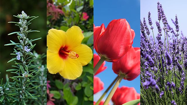 Korang Tahu Tak Setiap Bunga Ada Maksud Tertentu? Kalau Tak, Ini Yang ...