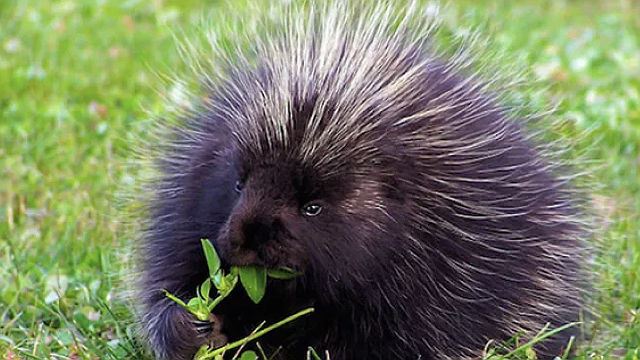 5 Fakta Menarik Tentang Landak Yang Ramai Tak Tahu | SYOK