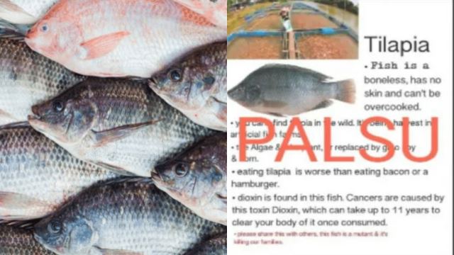 Jangan Percaya Berita Palsu Ikan Talapia Selamat Dimakan Syok
